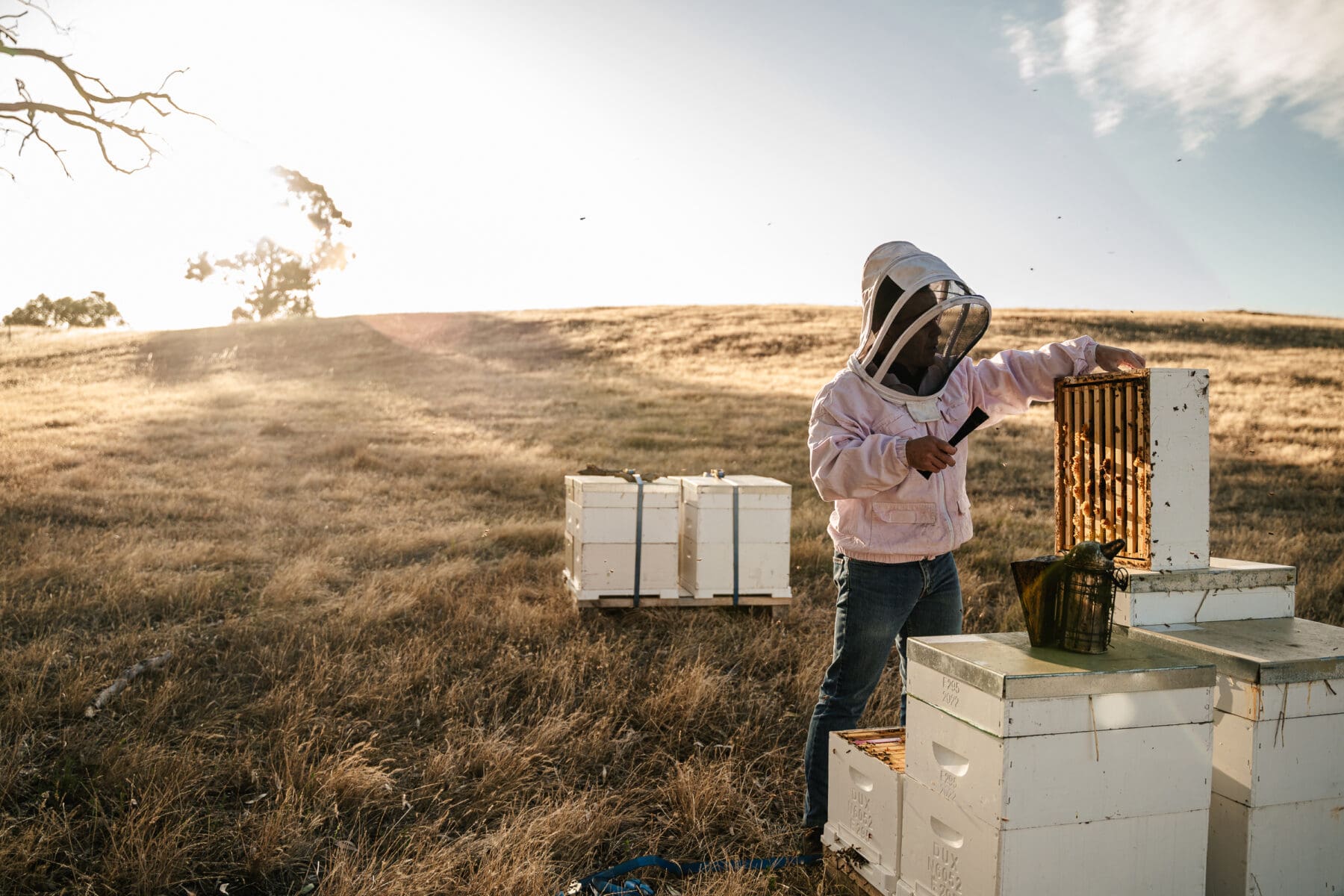 Behind the Buzz: Fuzzy Bum, Owned by Duxton Bees, Redefines Australian ...