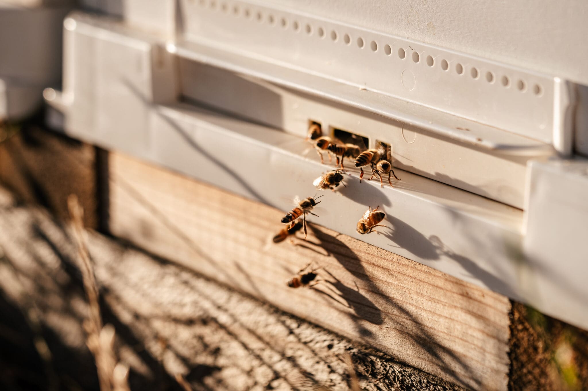 About Us - Fuzzy Bum